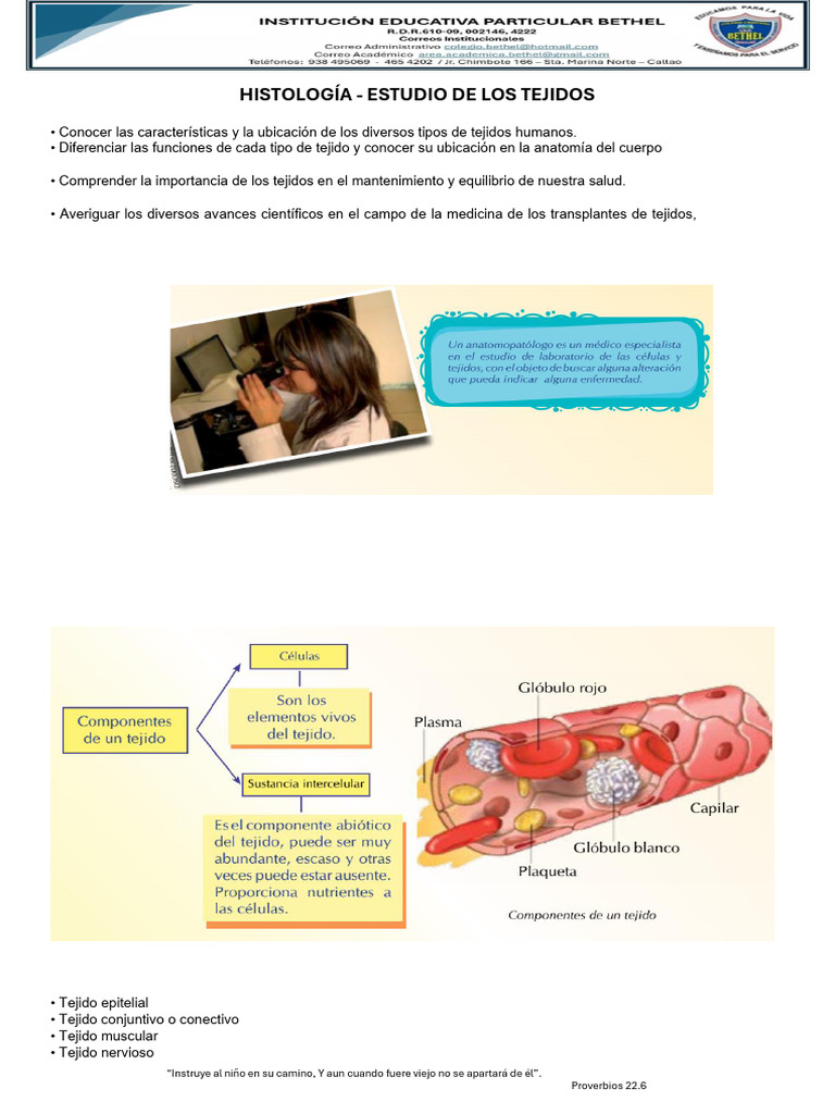 Activ. 02 Biologia 2do Sec. Iibim | PDF | Tejido (biología) | Piel