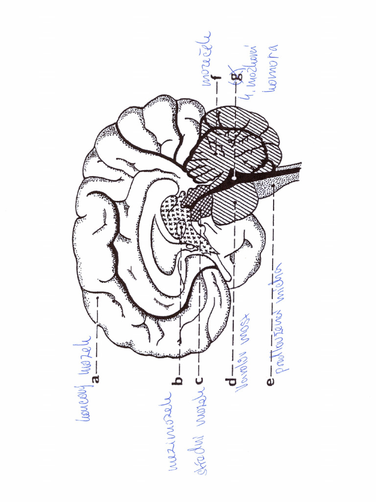 Obrázky Ke Zkoušce Popsané | PDF