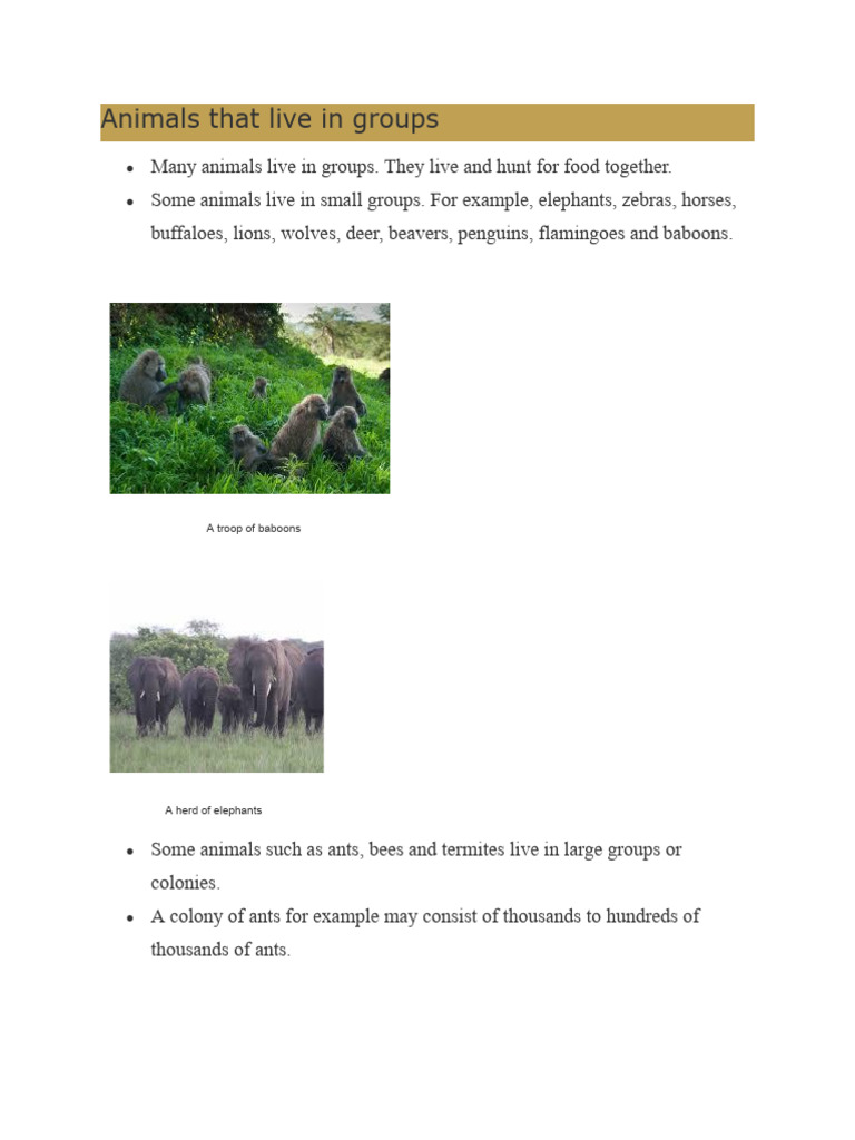 Animals That Live in Groups | PDF