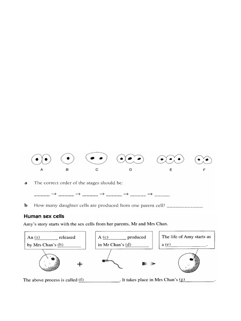 Cells and Human Reproduction Worksheet | PDF | Fertilisation | Sperm