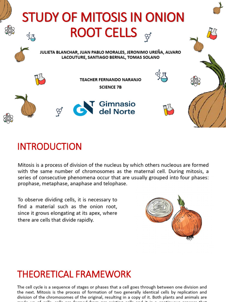 Mitosis Observation in Onion Roots | PDF | Mitosis | Chromosome