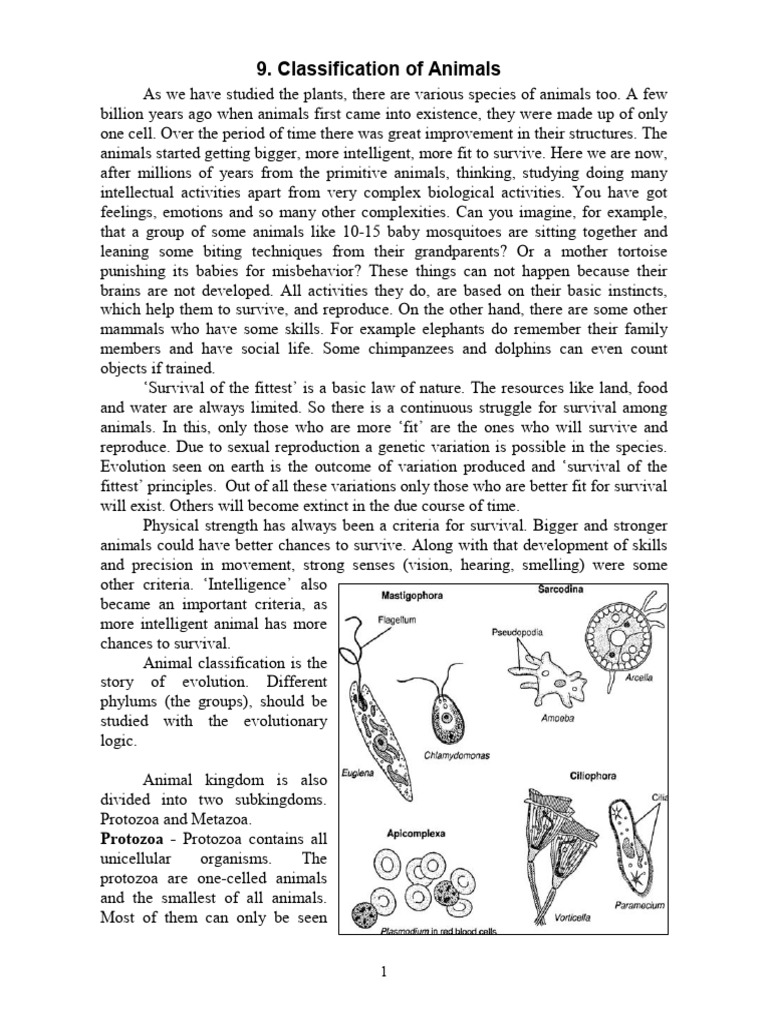 Classification of Animals | PDF | Sponge | Protozoa