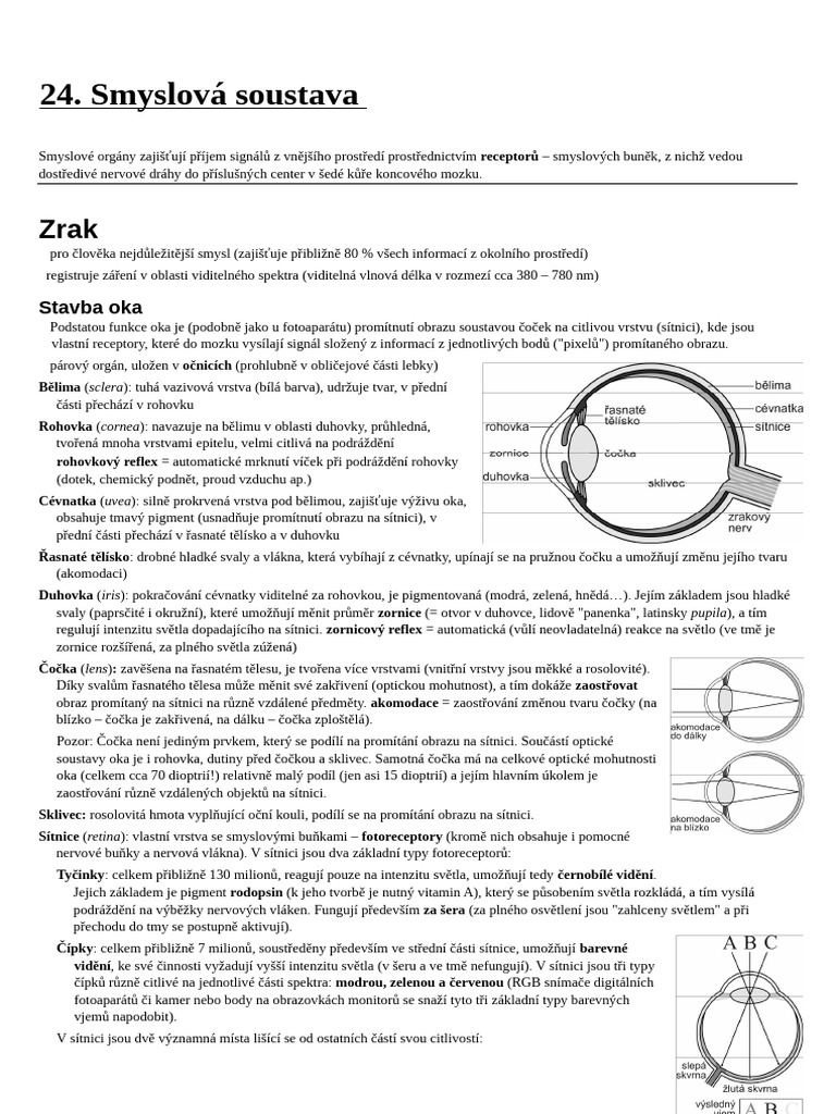 Smyslová Soustava: Stavba Oka | PDF