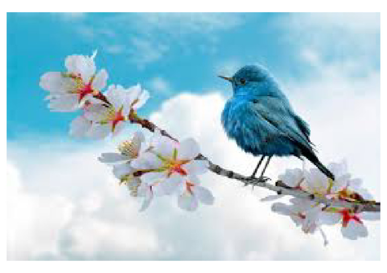 Birdd | PDF