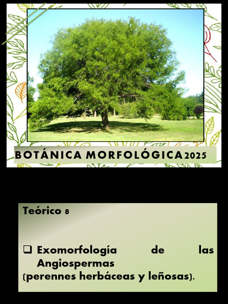 TEÓRICO 8 Exomorfología de Plantas Perennes | PDF | Tallo de la planta ...