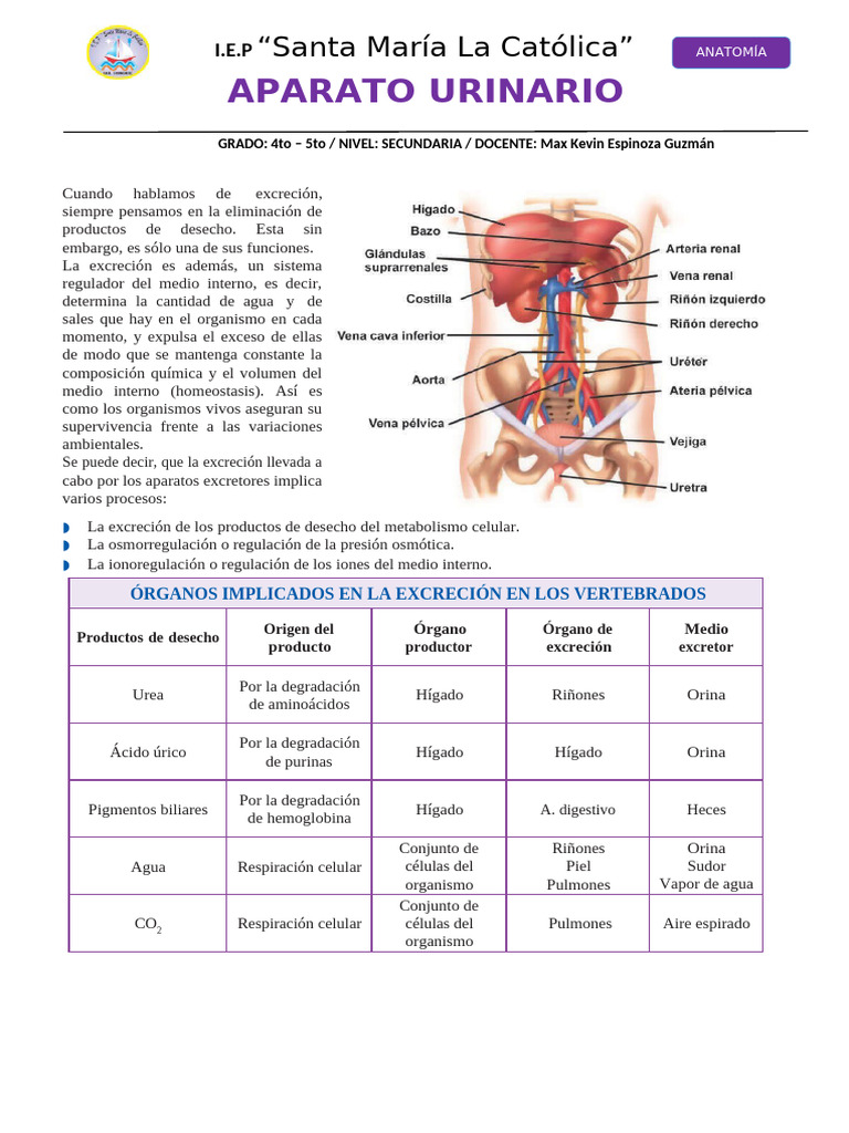 Aparato Urinario - Anatomía - Cuarto - Quinto | PDF | Riñón | Sistema urinario