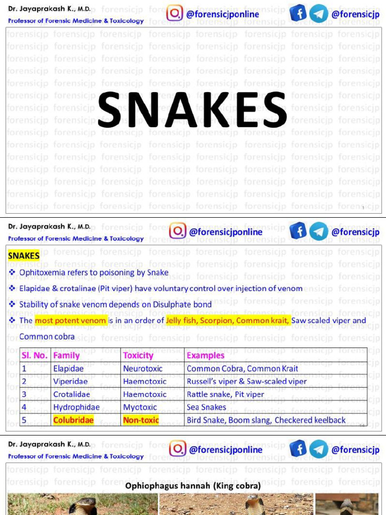 Snakes | PDF