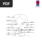 Physical Appearance | PDF | Hair | Blond