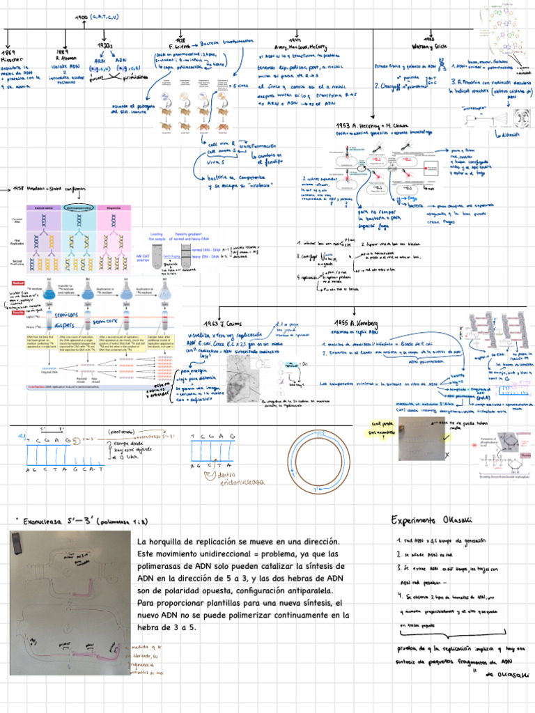 Apunts | PDF | Adn | Replicación De Adn