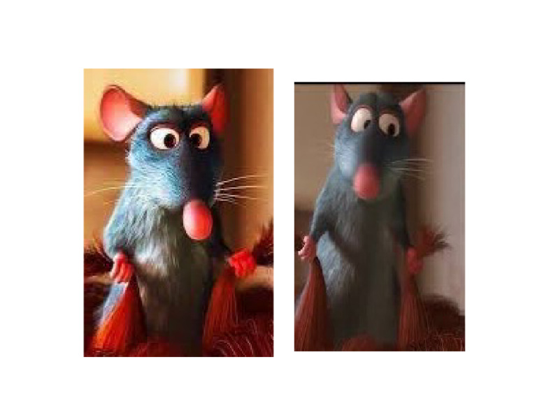 Raton | PDF