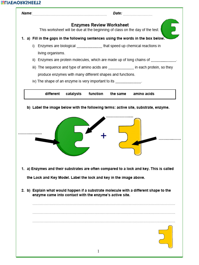 Enzymes Review Worksheet for Students | PDF