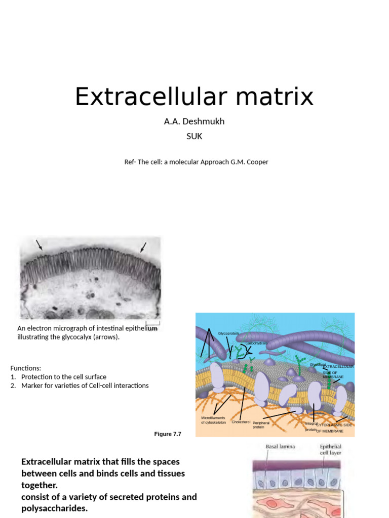 11th Imp PPT For The Basic Study | PDF | Extracellular Matrix | Collagen