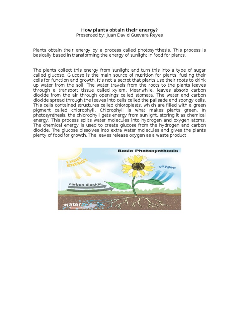 How Plants Get Energy Through Photosynthesis | PDF | Plants ...