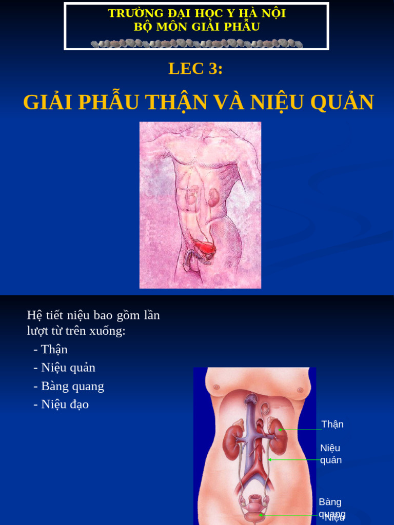 Lec3 s2.10 Thận, Niệu Quản | PDF