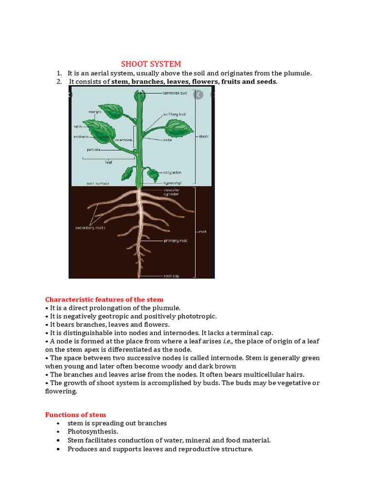 Shoot System- Stem Modifications-converted | PDF | Plant Stem | Leaf