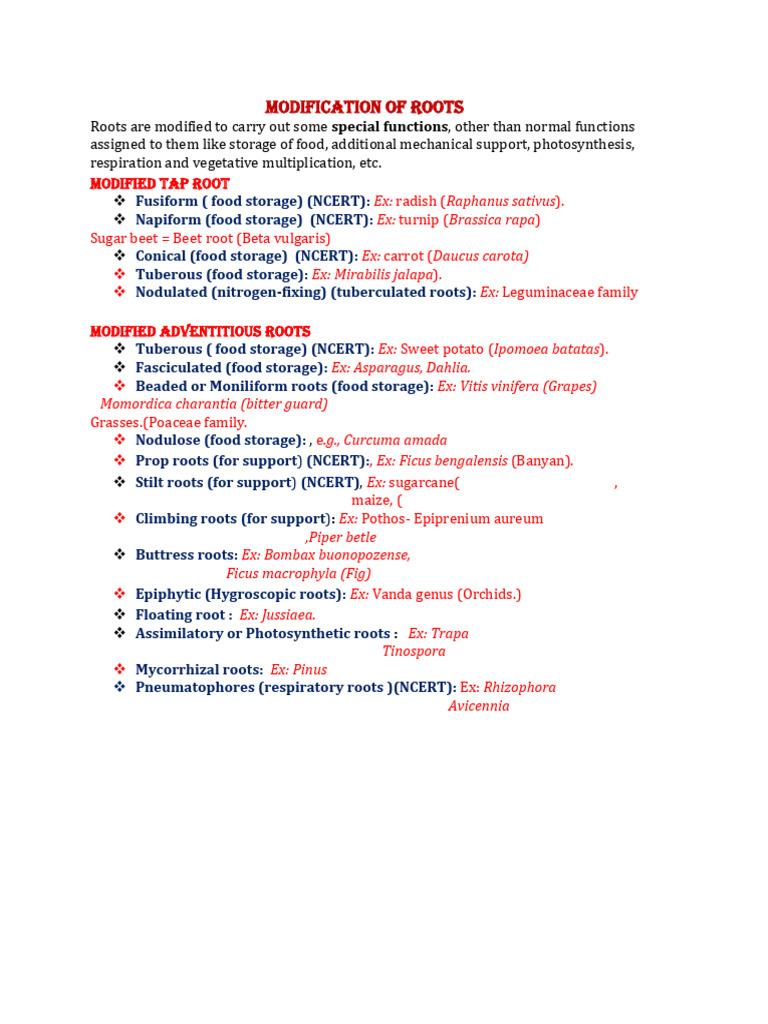 Root Modifications | PDF | Root | Branches Of Botany