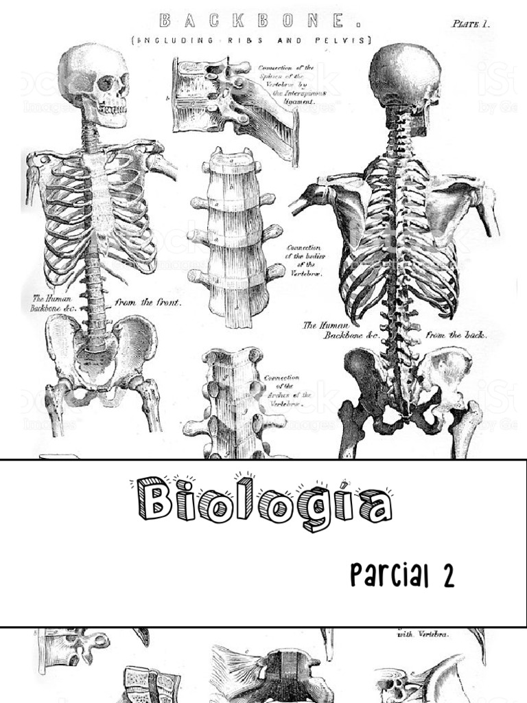 act_bio_2P | PDF | Potencial de acción | Neurona