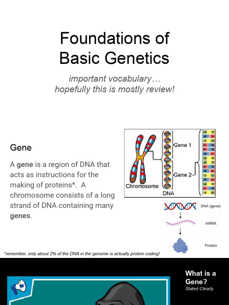 Basics of Genetics: Genes and Alleles | PDF | Dominance (Genetics) | Allele