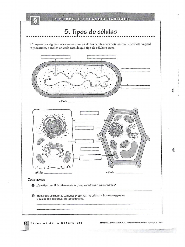 T2 Ej Ficha Tipos de Células | PDF