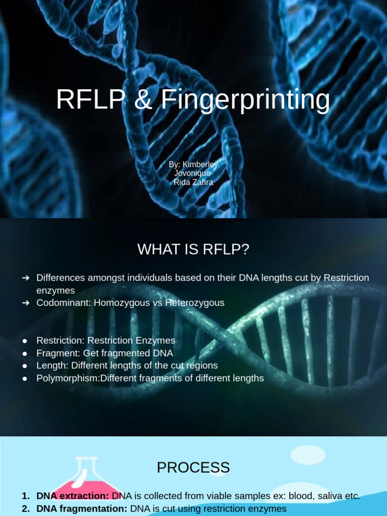 RFLP and FIngerprinting | PDF | Dna Profiling | Polymerase Chain Reaction