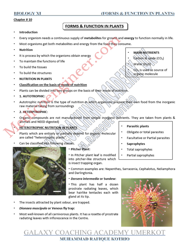 Plant Life Process Keypoints | PDF | Leaf | Osmosis