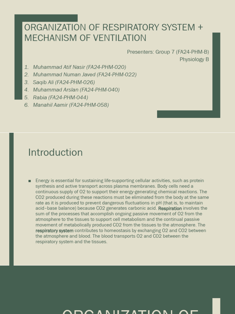 Organization of Respiratory System + Mechanism of Ventilation | PDF ...
