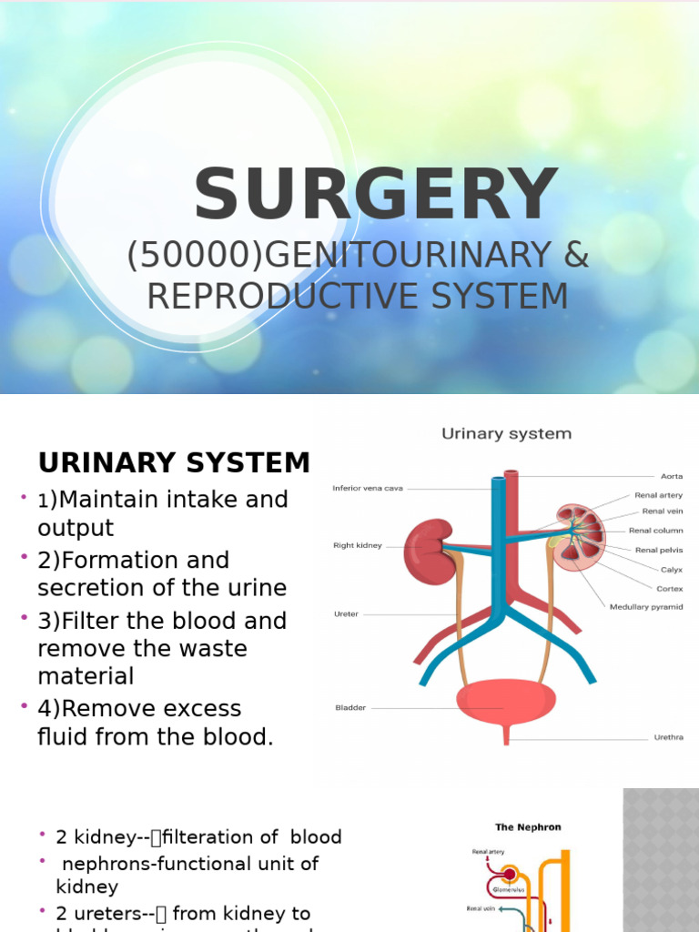 SURGERY - Genitourinary and Reproductive System (MALE FEMALE) | PDF ...