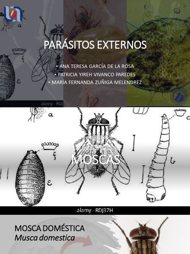 Presentacion Parasitos Externos | PDF | Vacas | Mosca