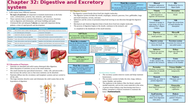 Digestive and Excretory System Overview | PDF | Small Intestine | Digestion