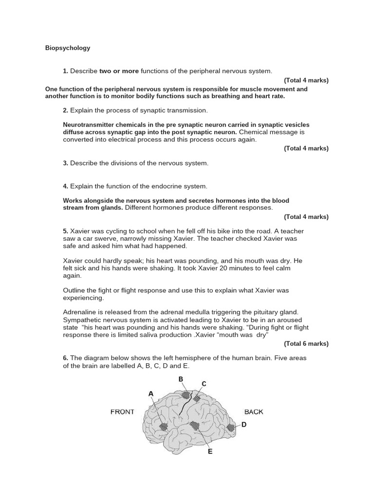 Biopsychology Revision Questions | PDF | Nervous System | Autonomic ...