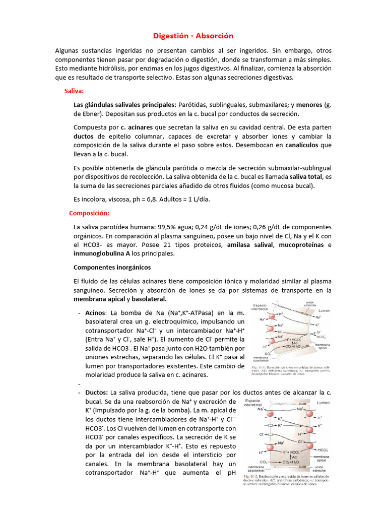 Proceso de Digestión y Absorción Nutrimental | PDF | Bilis | Digestión