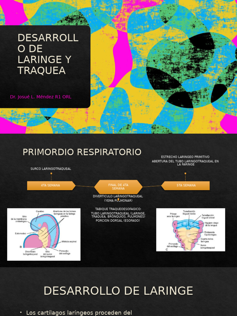 Desarrollo de Laringe y Traquea | PDF | Laringe | Anatomía humana