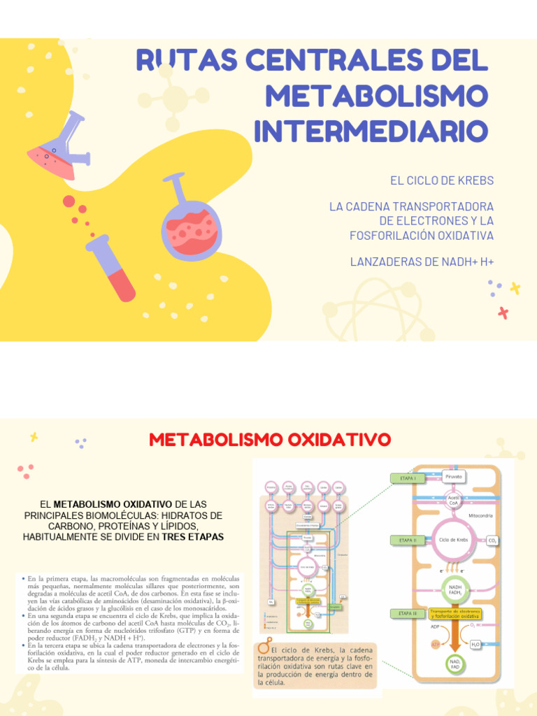 Metabolismo Intermediario Power | PDF | Respiración celular | Metabolismo