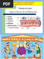 Proceso y Signos de Inflamación | PDF | Inflamación | Medicina