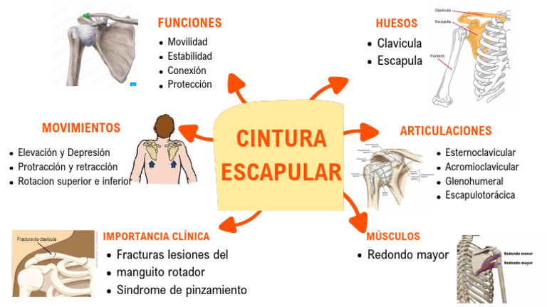 Anatomía y Funciones de la Cintura Escapular | PDF