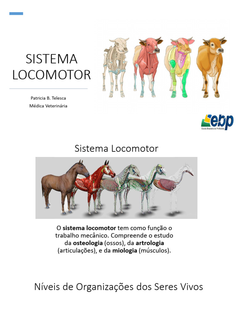 Funções do Sistema Locomotor Animal | PDF | Músculo | Sistema ...