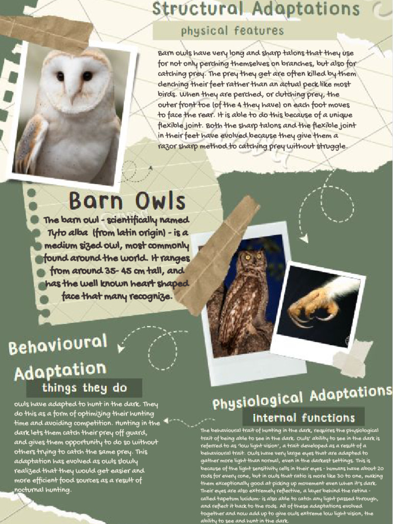Adaptations - Barn Owl | PDF | Owl | Eye