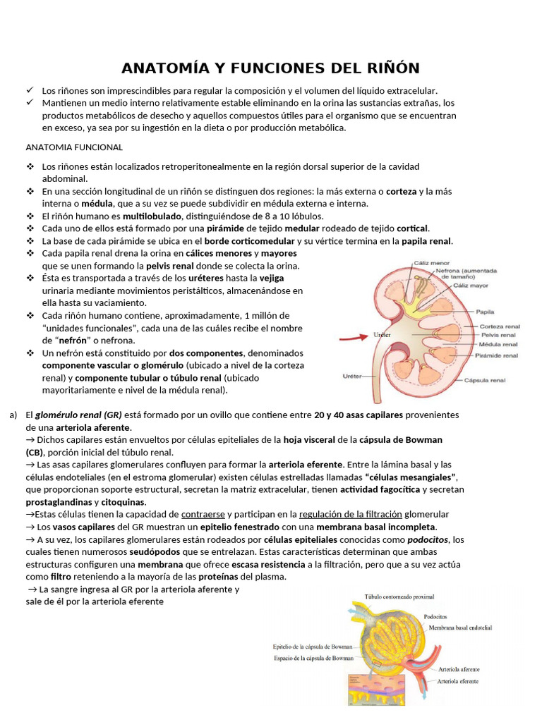 Anatomía y Funciones Del Riñón | PDF | Riñón
