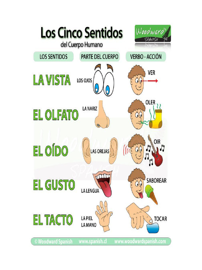 Ficha Los Sentidos | PDF