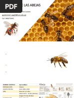 Anatomia de La Abeja | PDF | Abejas | Insectos