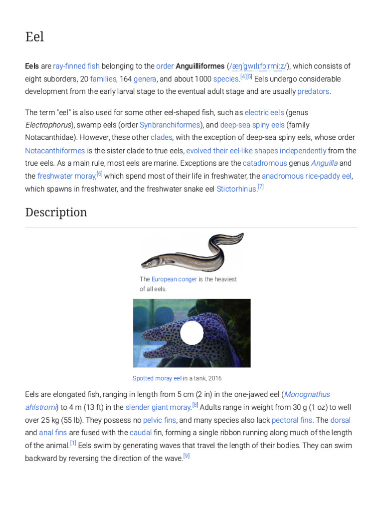 Flat Fish Like The Eel Which Swims in The Ocean | PDF