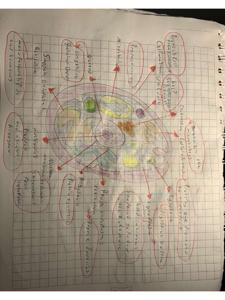 Biology Cells Drawings | PDF