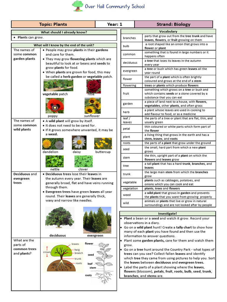 Year 1 Science Plantsnew PDF | PDF | Trees | Plants