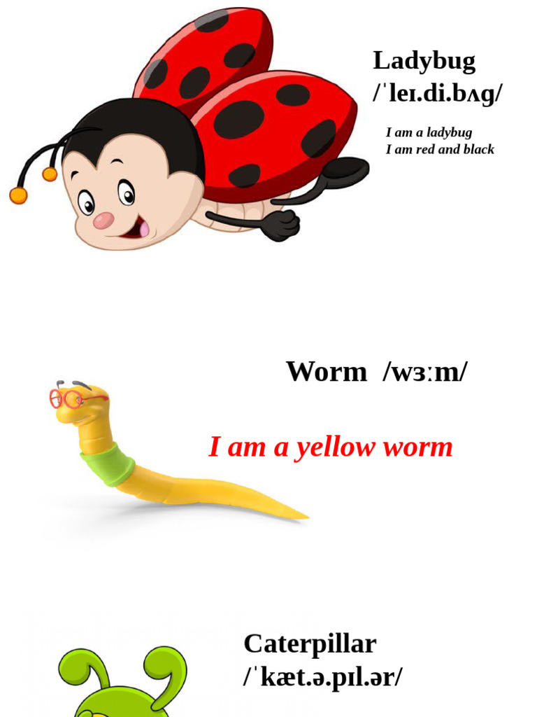 Ladybug / Leɪ - Di.bʌɡ/: I Am A Ladybug I Am Red and Black | PDF
