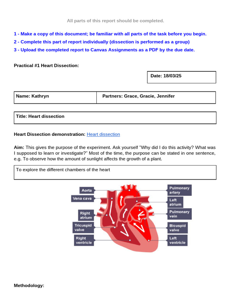 Heart Dissection Report Guidelines | PDF | Atrium (Heart) | Heart