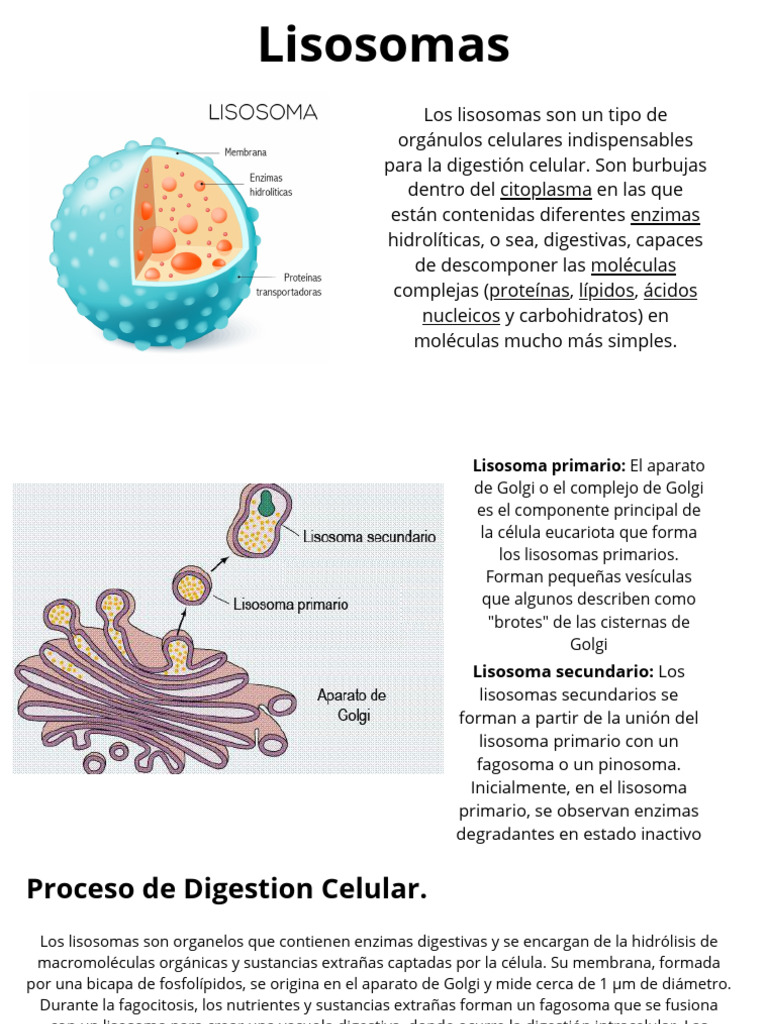 Lisosomas | PDF | Lisosoma | Citoplasma