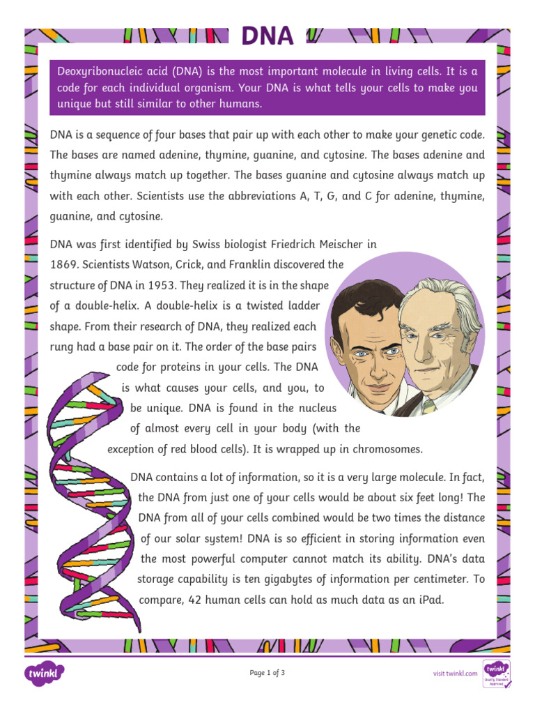 Understanding DNA Basics and Functions | PDF | Dna | Base Pair