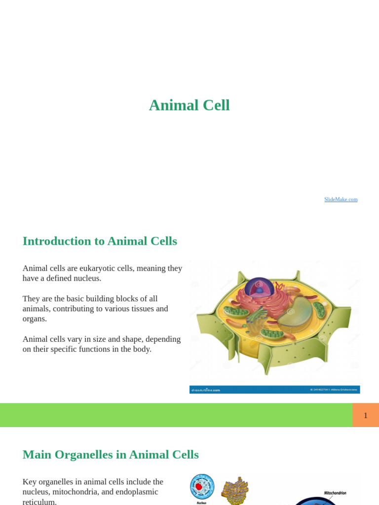 Animal Cell | PDF