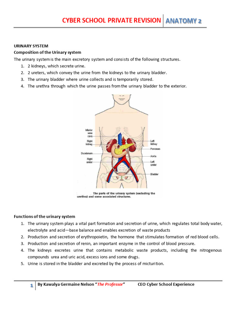 Chapter 1 Anatomy 2 (Urinary System) | PDF | Kidney | Urination