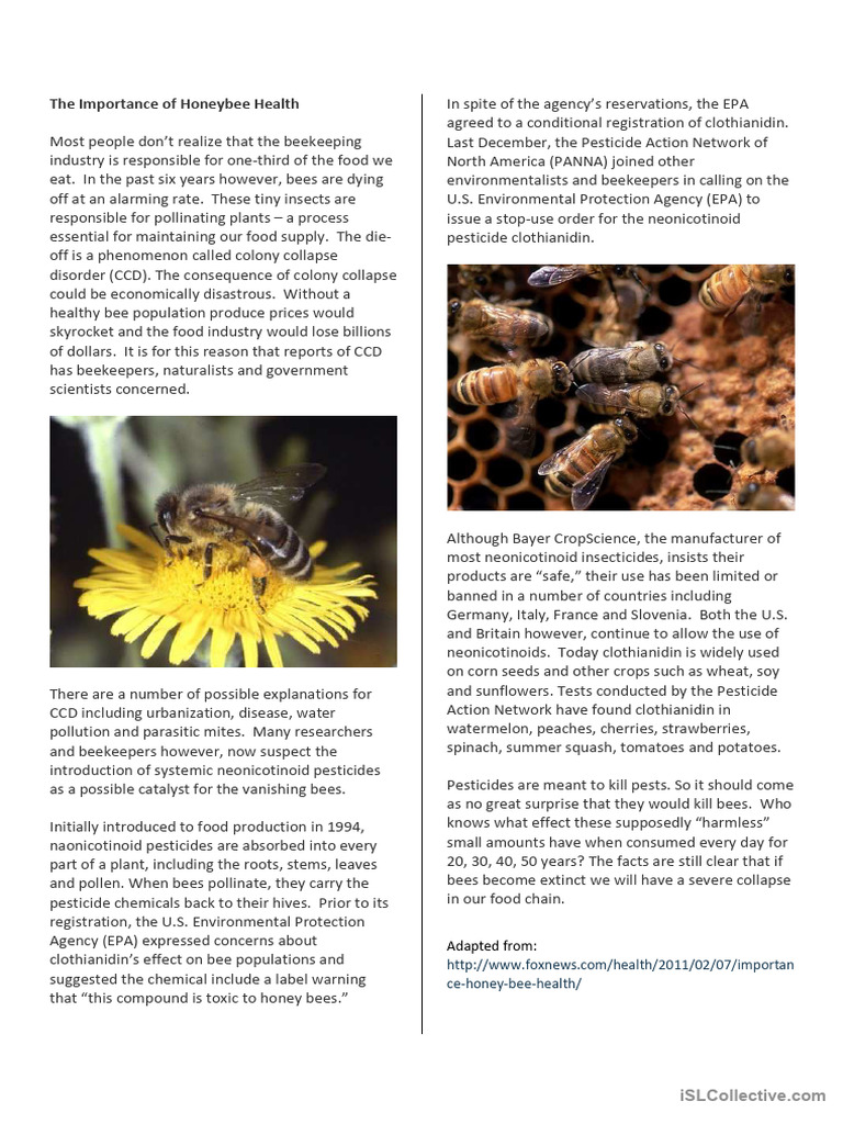 Reading Comprehension Honeybees | PDF | Bees | Agriculture